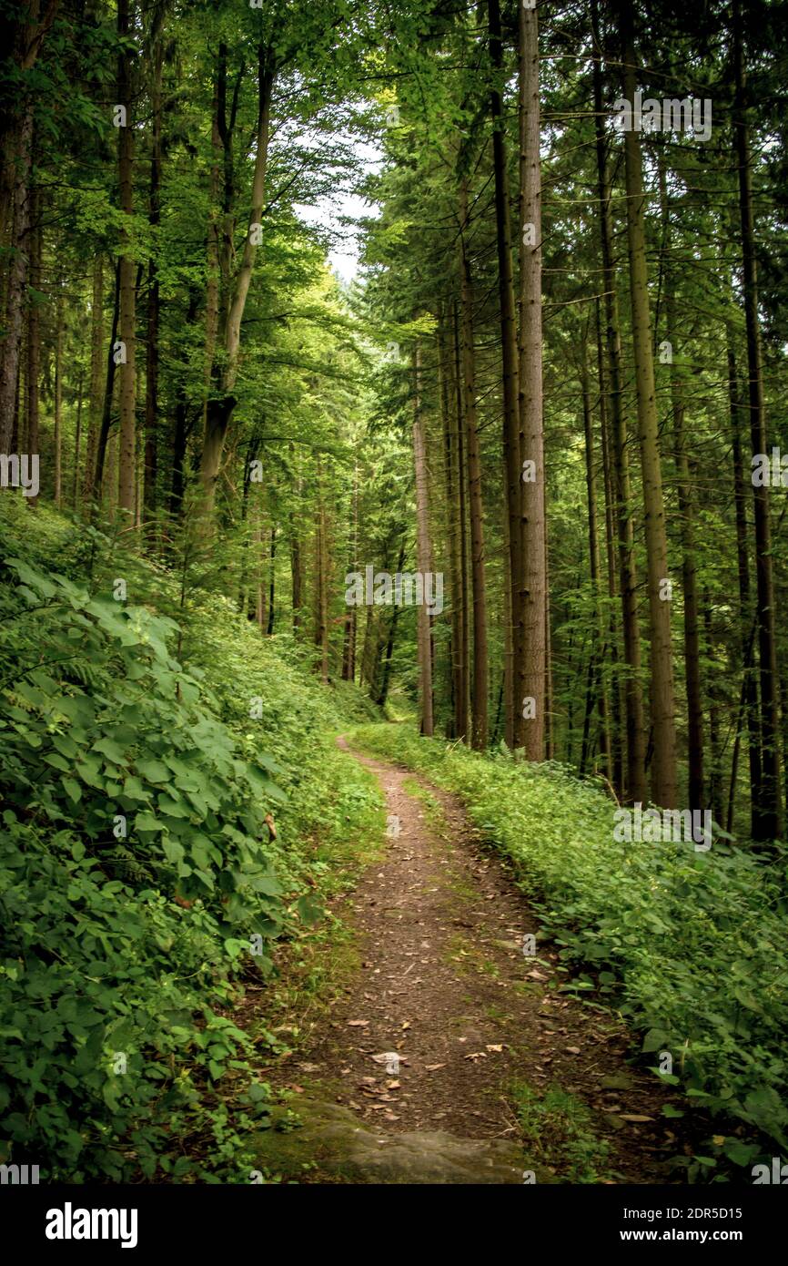 small forest path in a German low mountain range, the Odenwald in Hesse ...