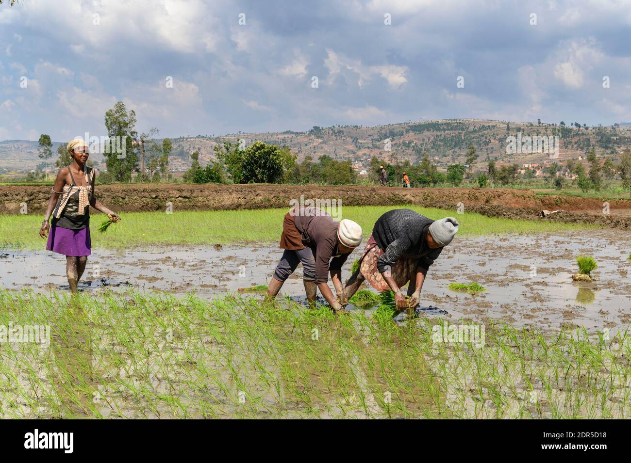Women planting rice, Central Madagascar Stock Photo - Alamy