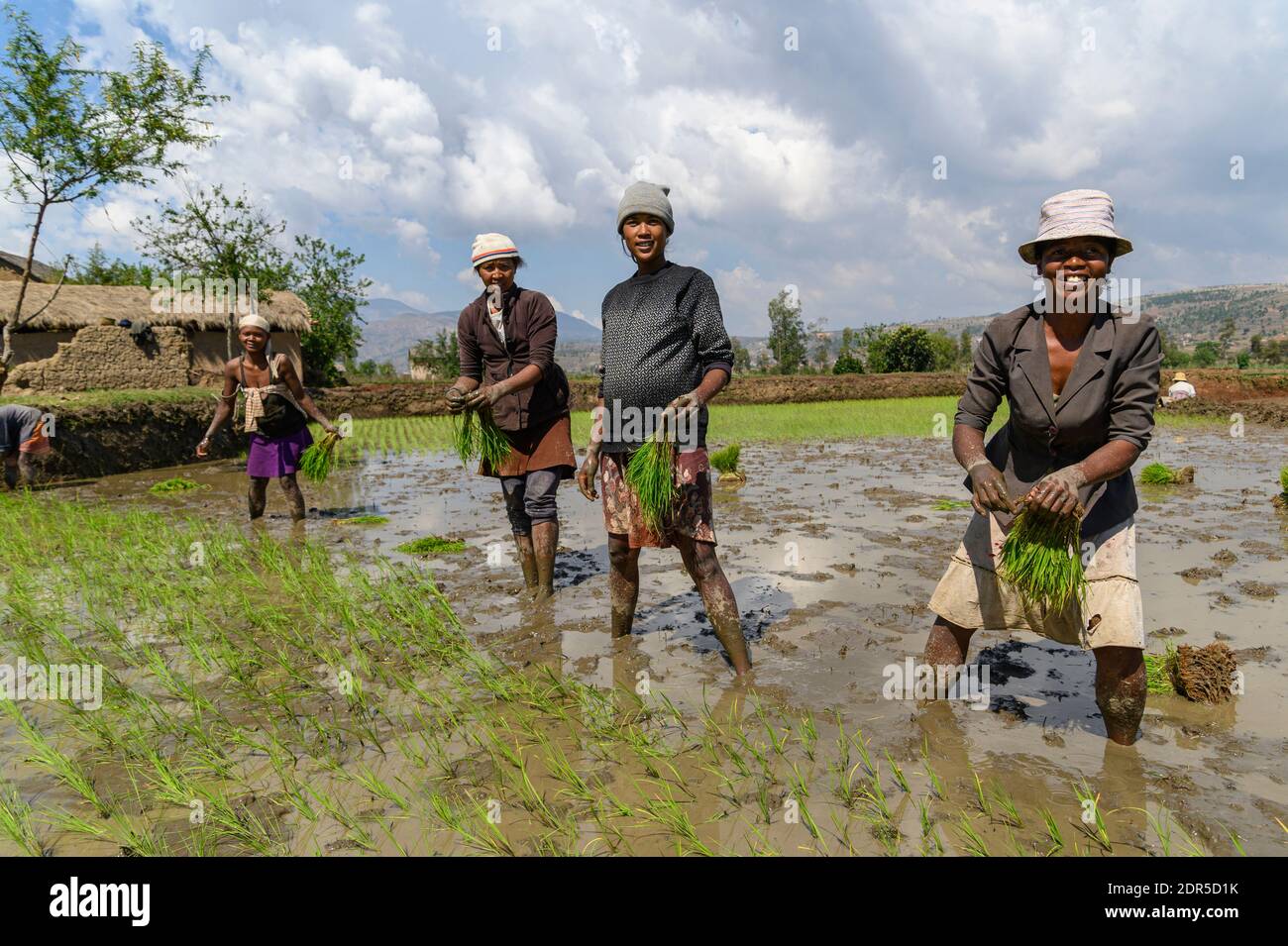 Women planting rice, Central Madagascar Stock Photo - Alamy