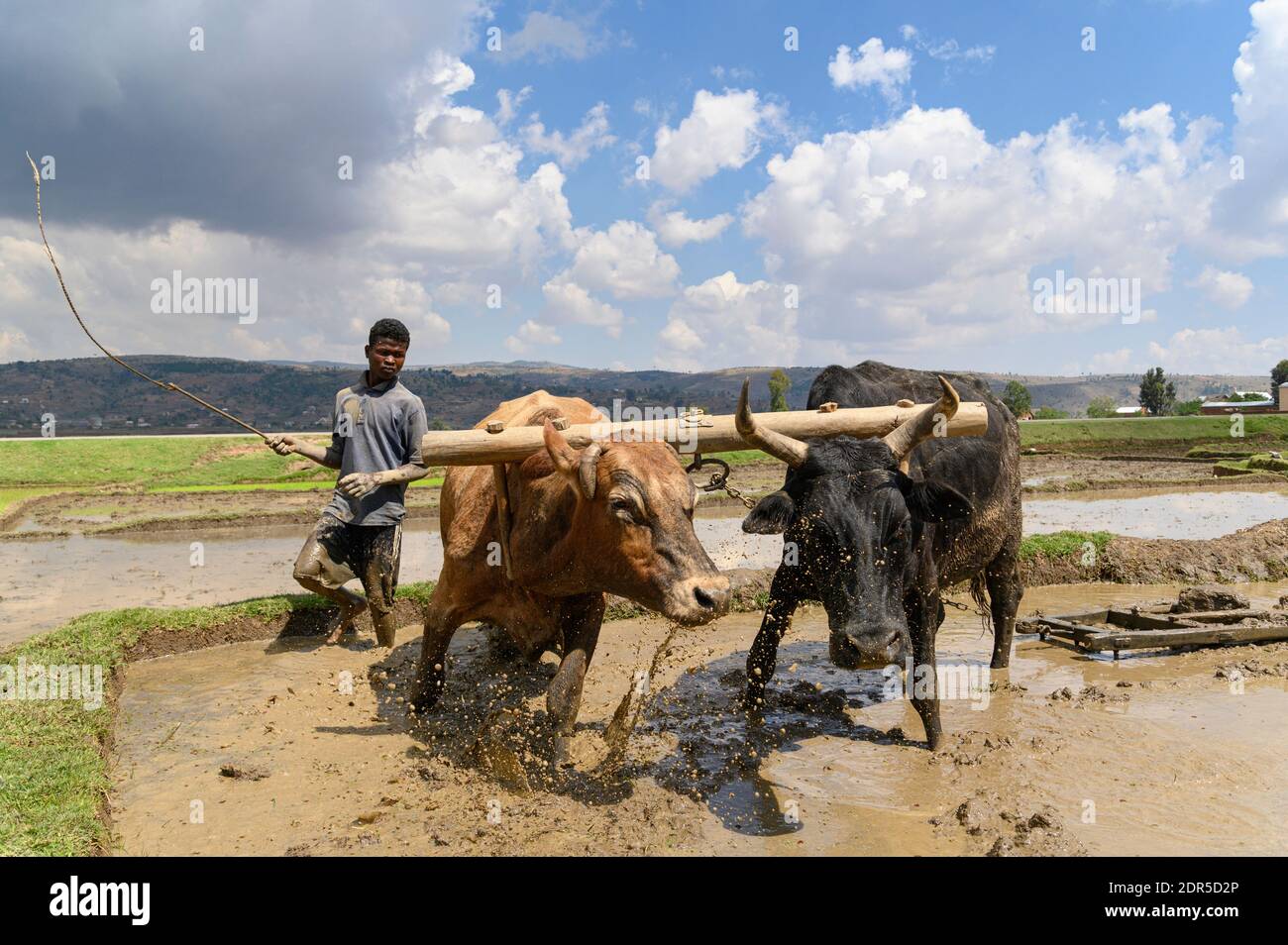 Rice terraces madagascar hi-res stock photography and images - Alamy