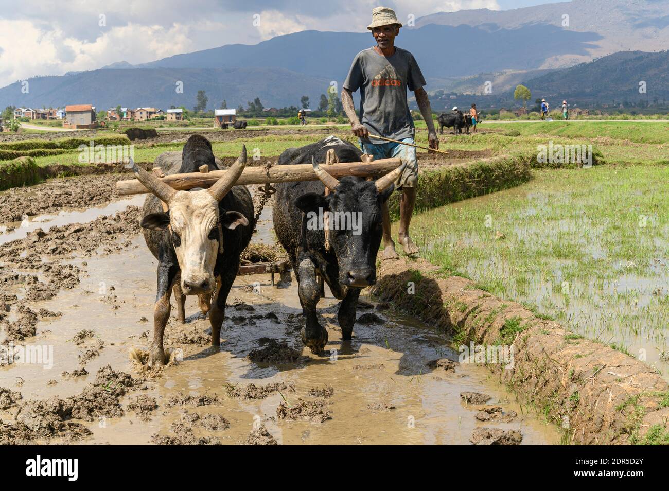 Rice terraces madagascar hi-res stock photography and images - Alamy