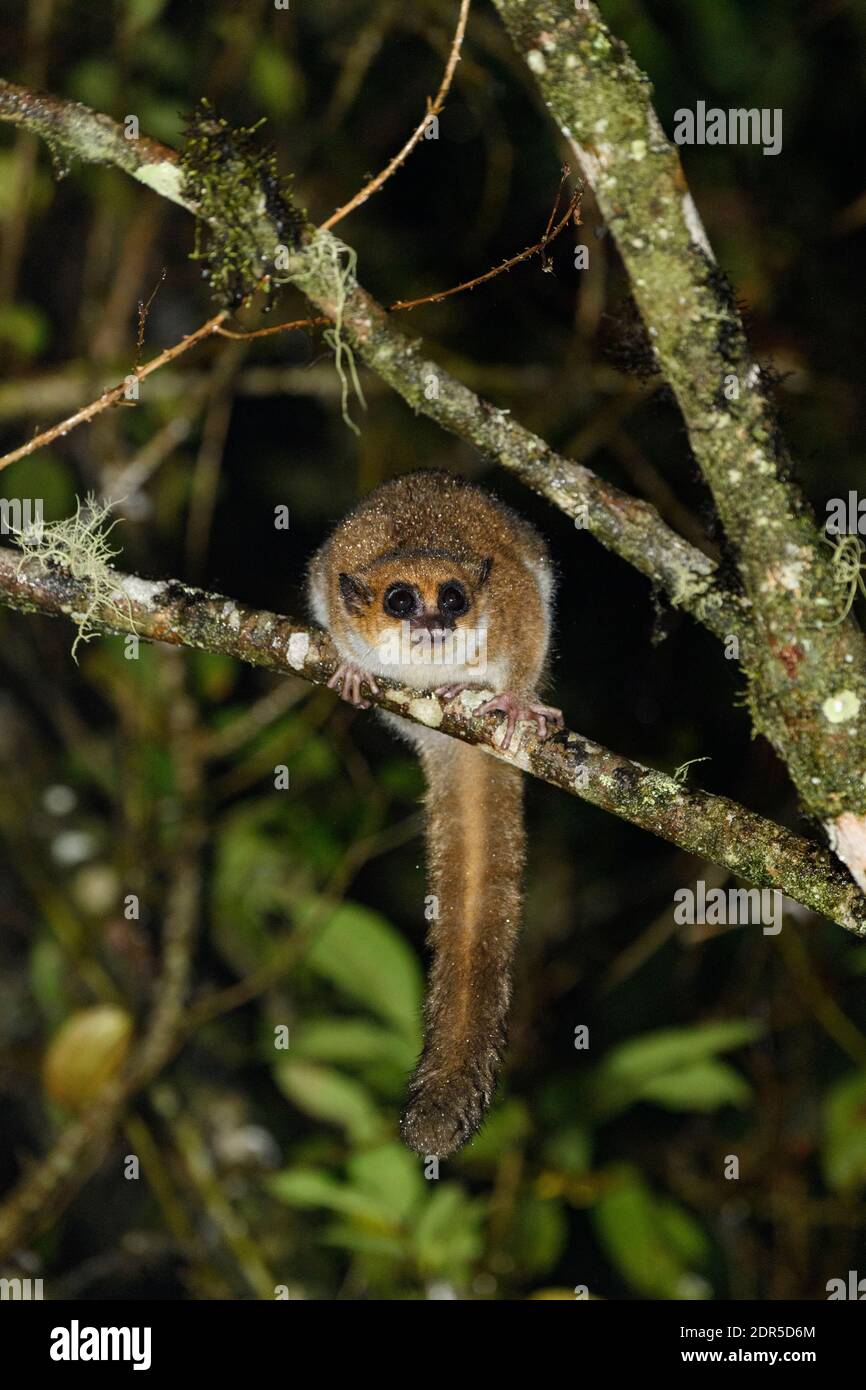 Crossley's dwarf lemur (Cheirogaleus crossleyi), Ranomafana National ...