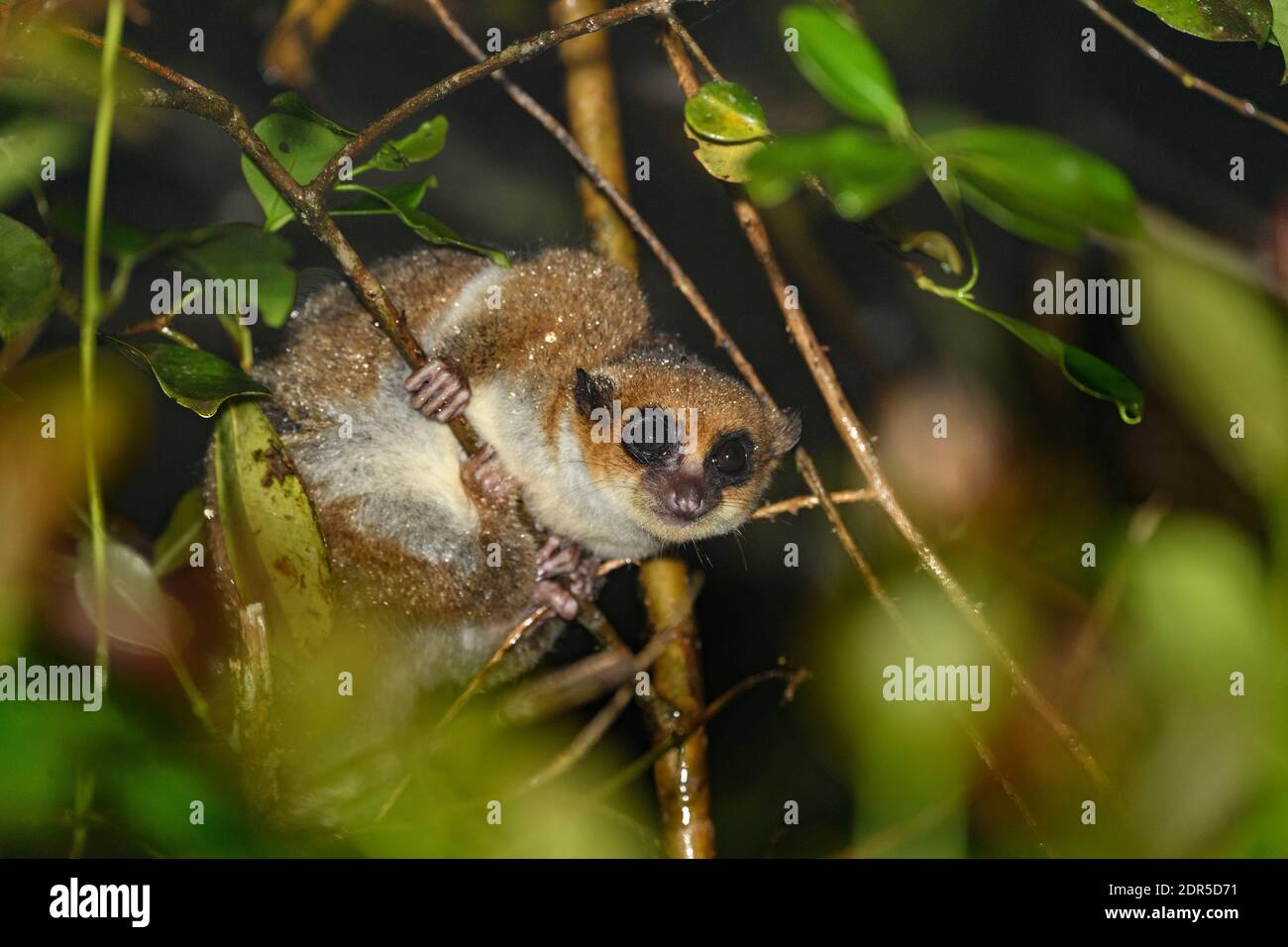 Crossley's dwarf lemur (Cheirogaleus crossleyi), Ranomafana National ...