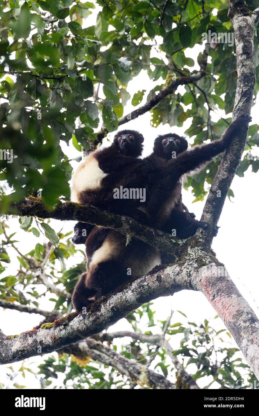 Milne-Edwards's sifaka (Propithecus edwardsi), Ranomafana National Park ...