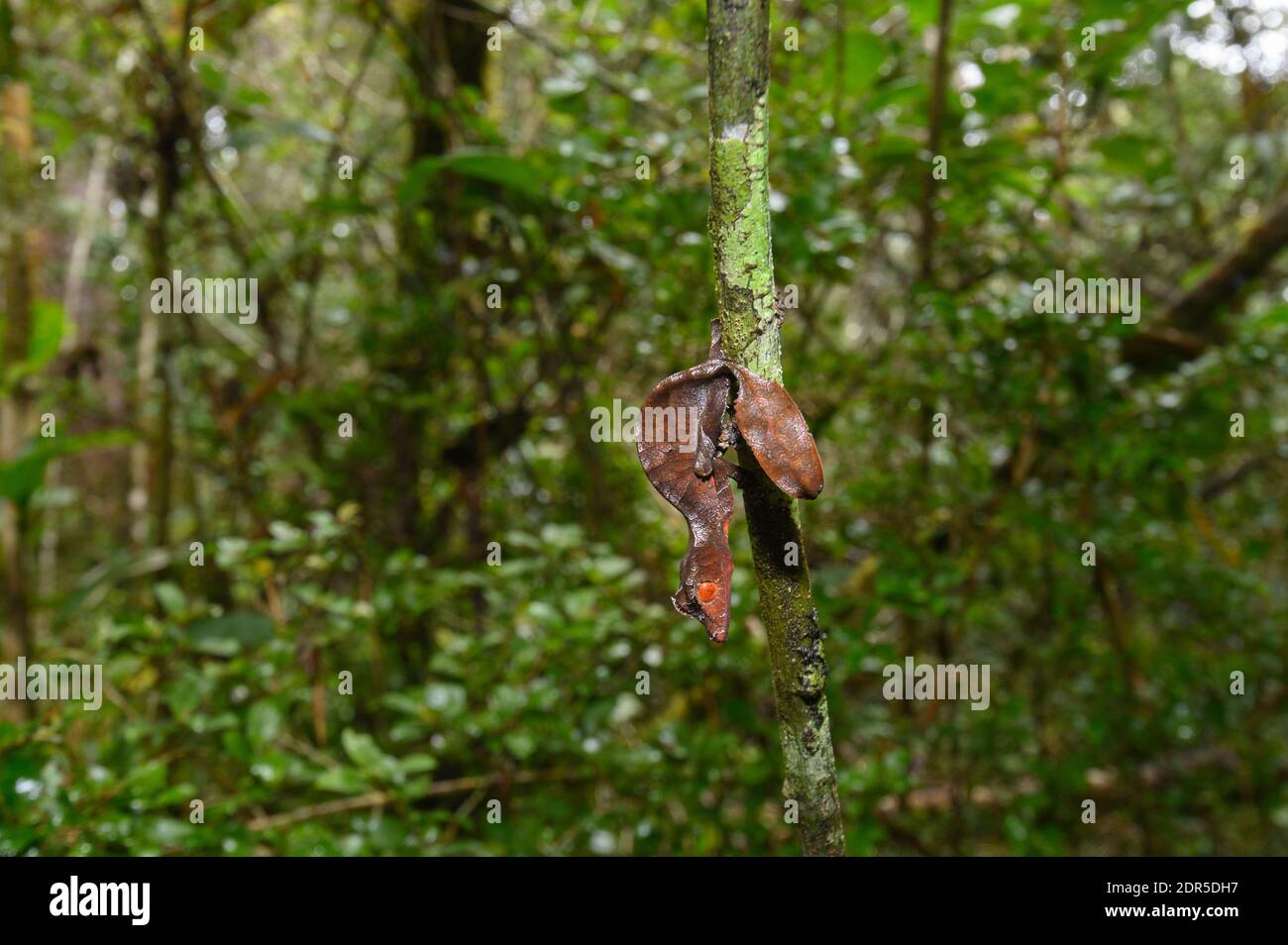 Satanic leaf-tailed gecko ( Uroplatus phantasticus), Ranomafana ...