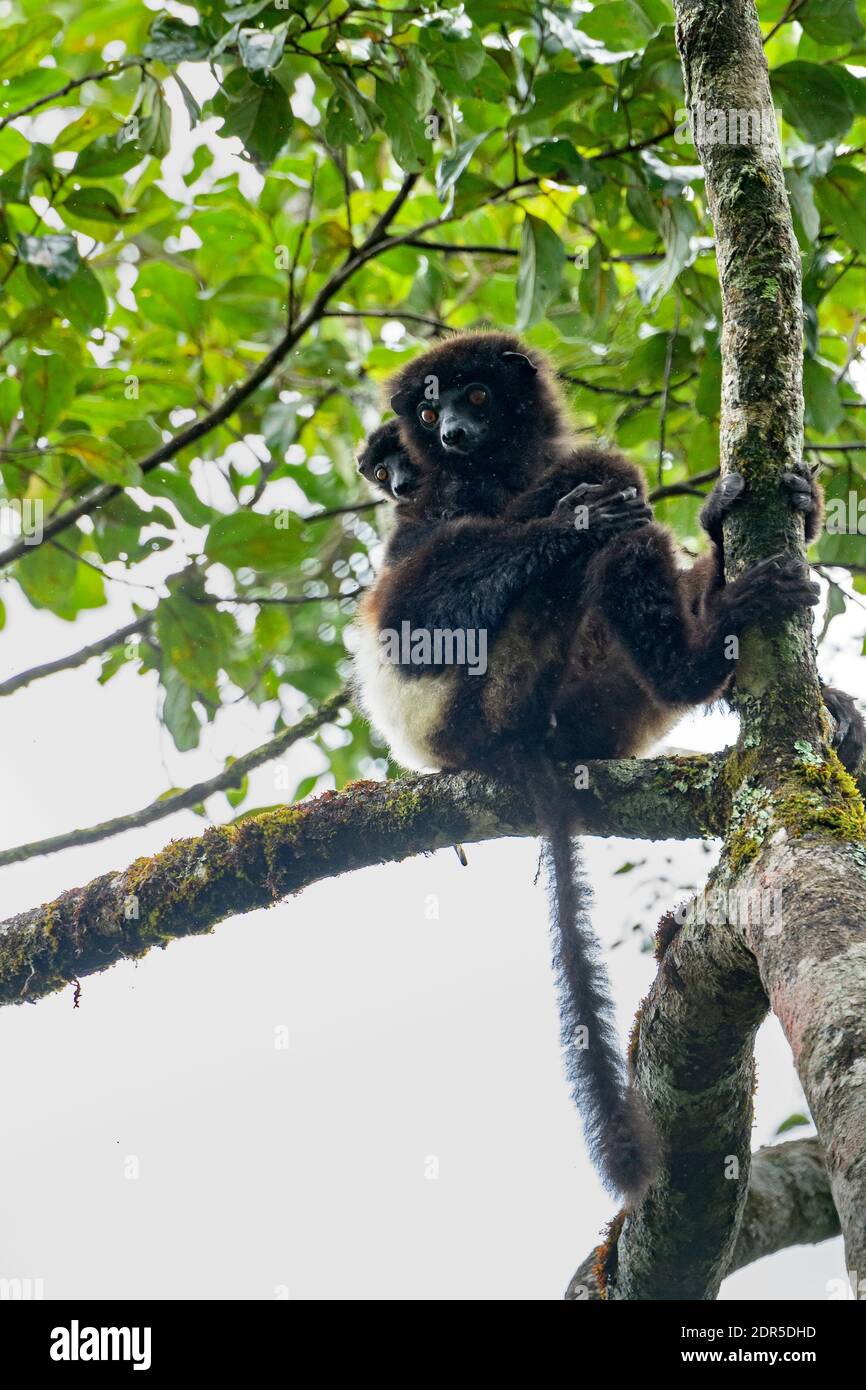 Milne-Edwards's sifaka (Propithecus edwardsi), Ranomafana National Park ...