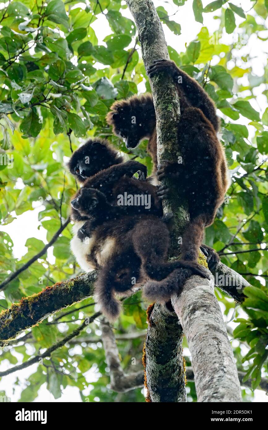 Milne-Edwards's sifaka (Propithecus edwardsi), Ranomafana National Park ...