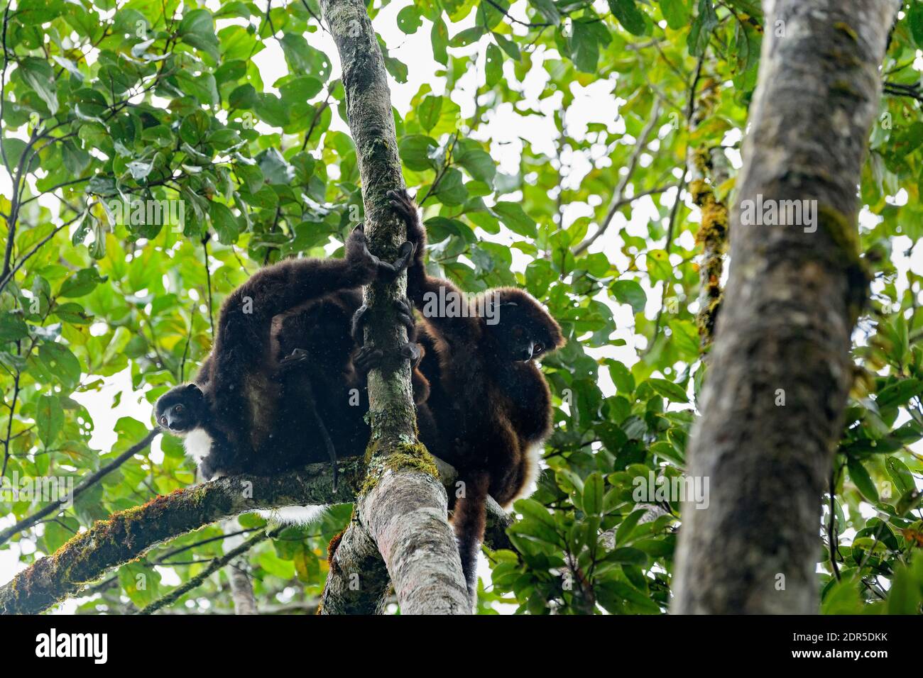 Milne-Edwards's sifaka (Propithecus edwardsi), Ranomafana National Park ...