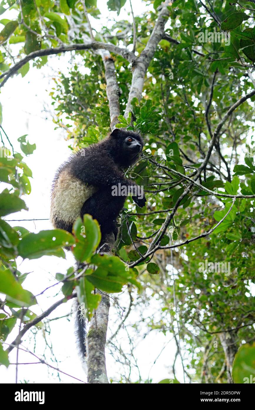 Milne-Edwards's sifaka (Propithecus edwardsi), Ranomafana National Park ...