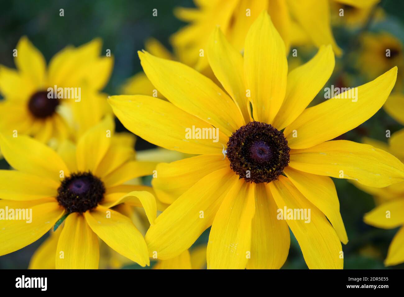 Echinacea paradoxa hi-res stock photography and images - Alamy