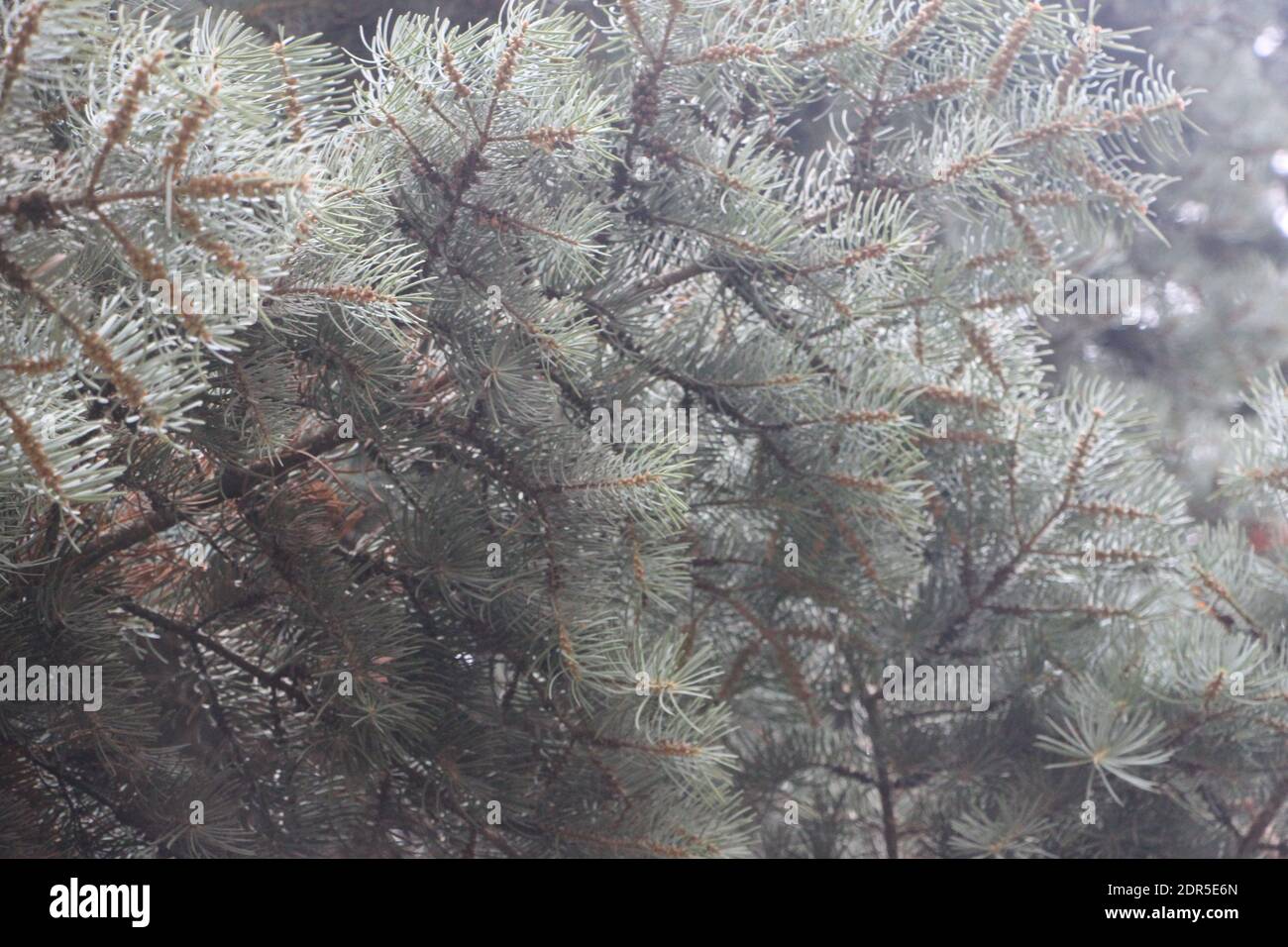Blue spruce branches with the scientific name Picea pungens, is a ...