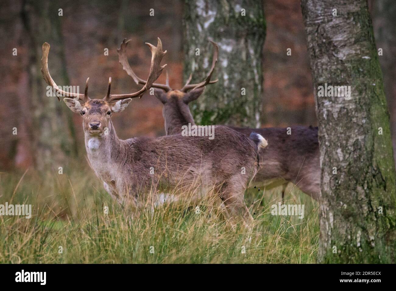 Bucks together hi-res stock photography and images - Alamy