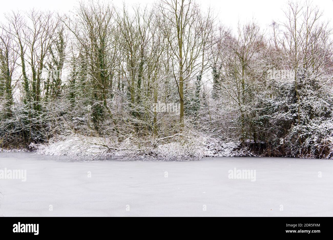 Frozen over lake and trees Stock Photo - Alamy