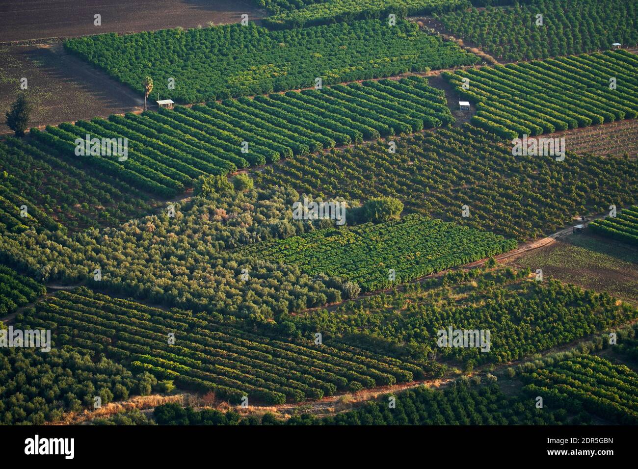 An aerial view of a cultivated landscape view with growing tree rows ...