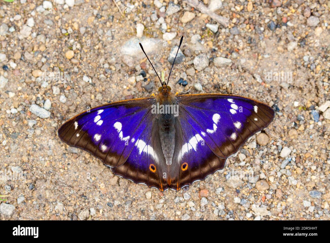 Purple Emperor butterfly Apatura iris on the ground floor path taking salts and nutrients in ...