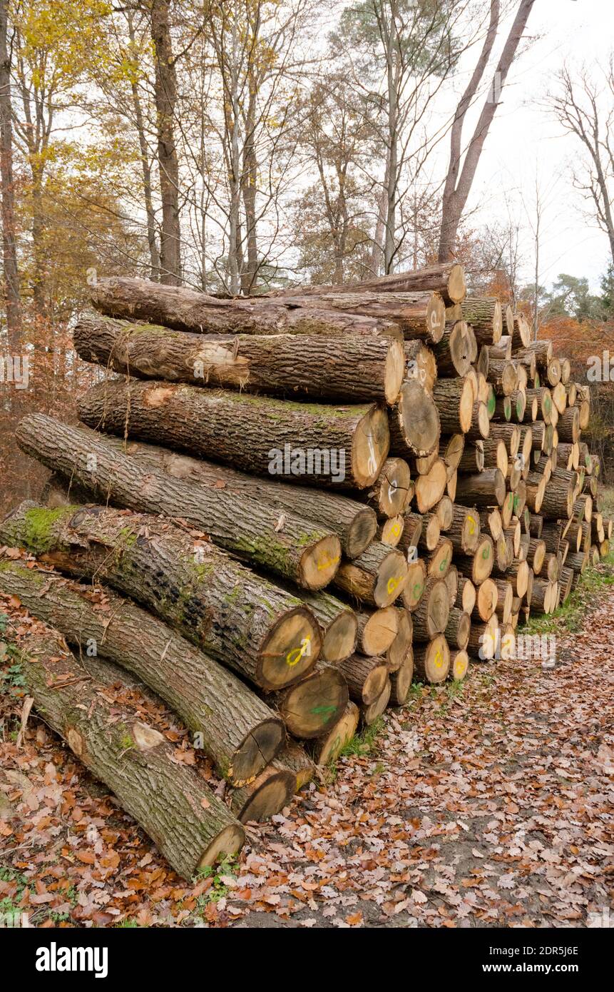 Germany German Cross Section High Resolution Stock Photography and ...