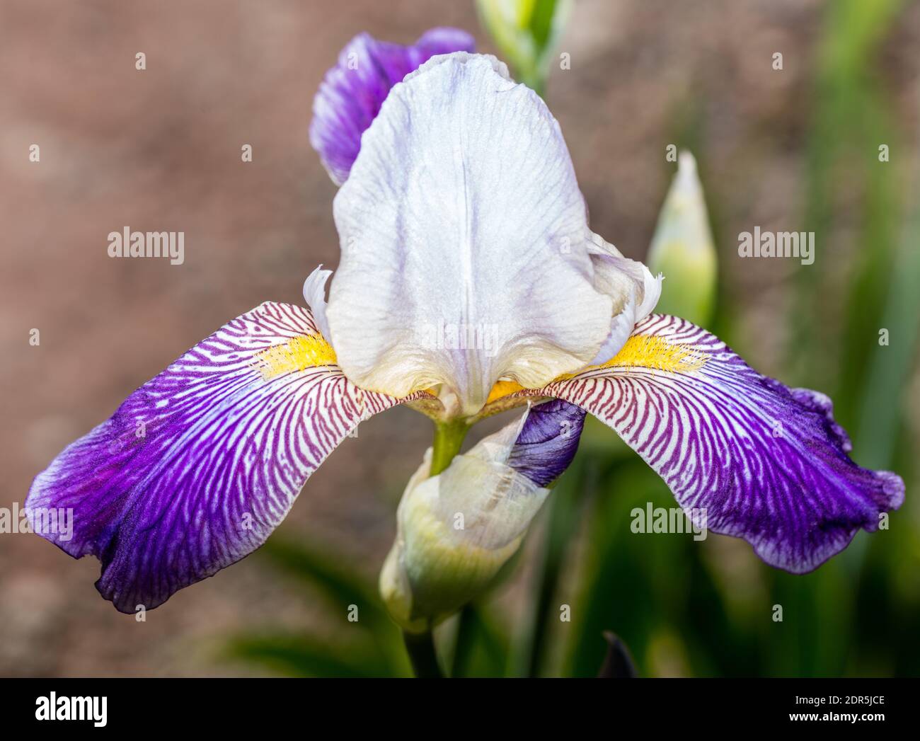 Hungarian Iris, Skäggiris (Iris variegata Stock Photo - Alamy