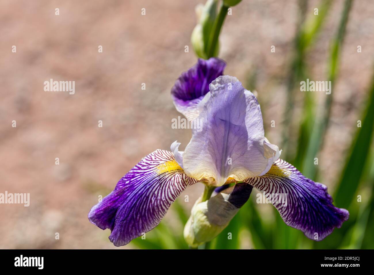 Hungarian Iris, Skäggiris (Iris variegata Stock Photo - Alamy