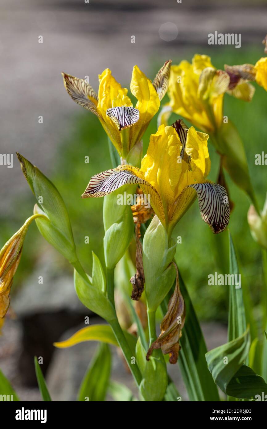Hungarian Iris, Skäggiris (Iris variegata Stock Photo - Alamy