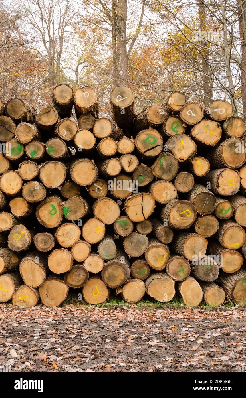 Cross section trees hi-res stock photography and images - Alamy