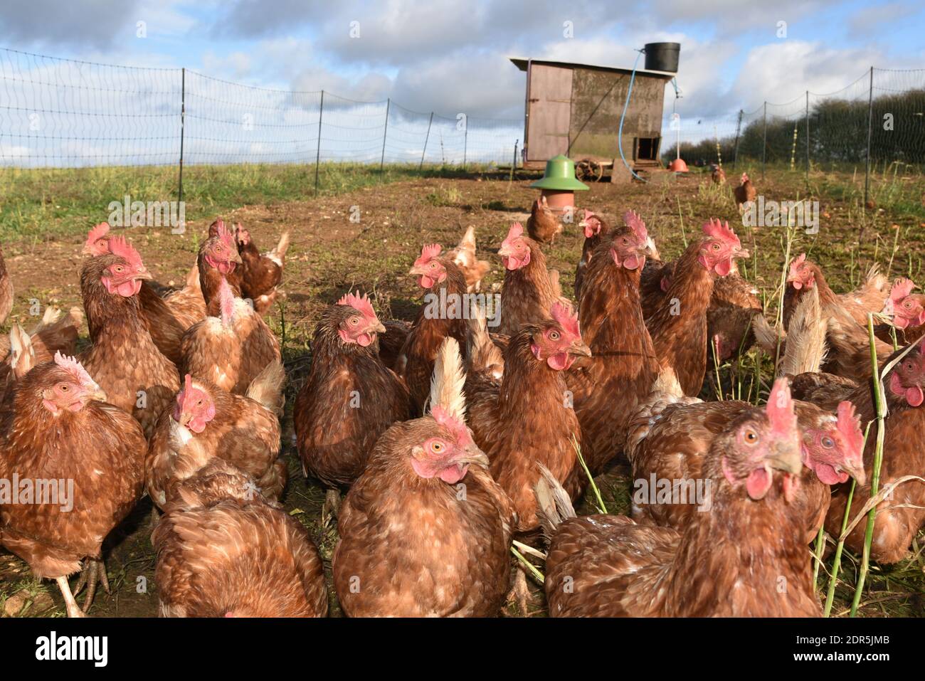 Close up free range chickens hi-res stock photography and images - Alamy