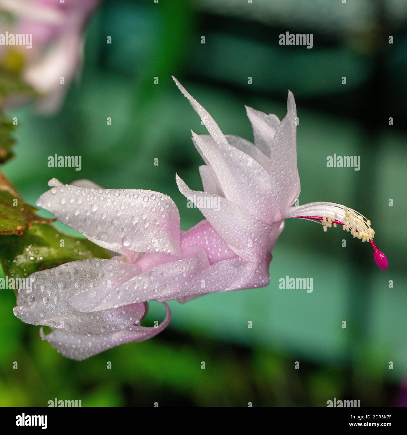 False Christmas cactus, Novemberkaktus (Schlumbergera truncata Stock ...