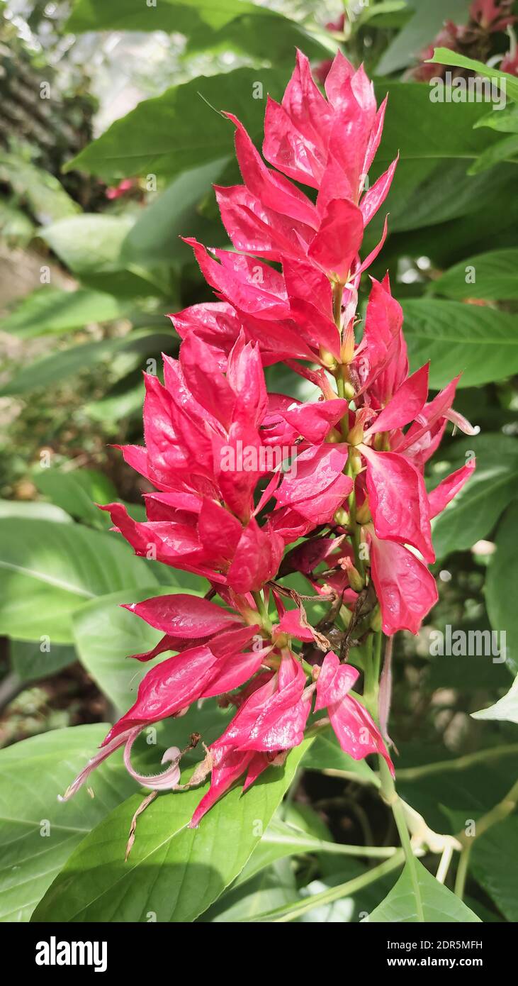 A closeup of a beautiful flower in the botanical garden of Valencia ...