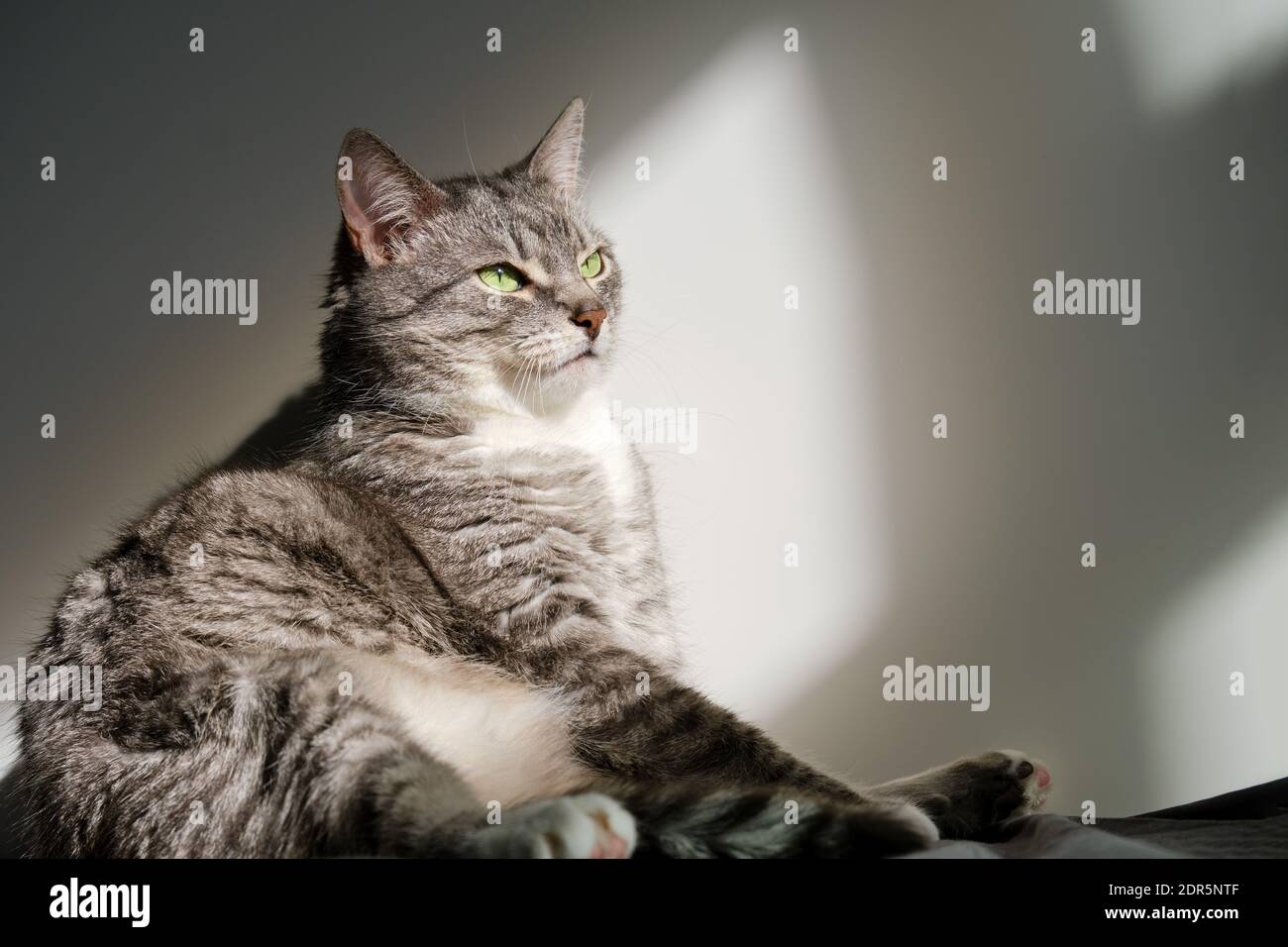 Melancholy cat with green eyes sits sad on the bed, copy space Stock ...