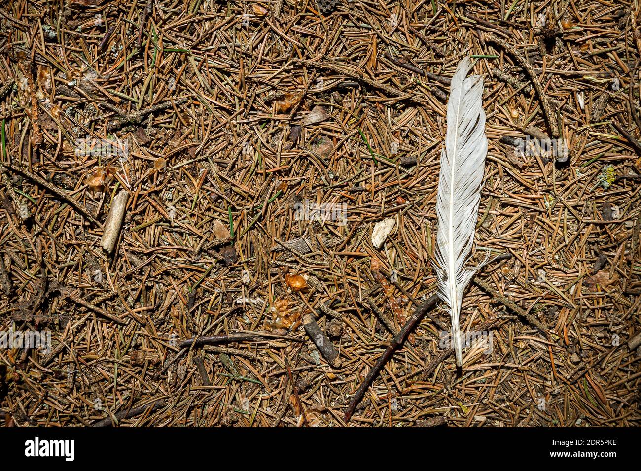White feather on a pine forest ground. Detailed close up view on a ...
