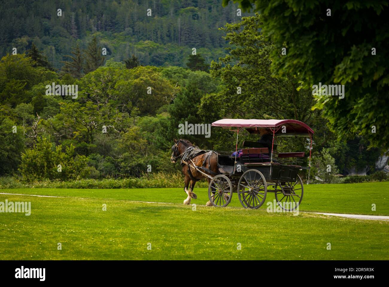 Horses and jaunting car carriage in Killarney National Park, near the ...