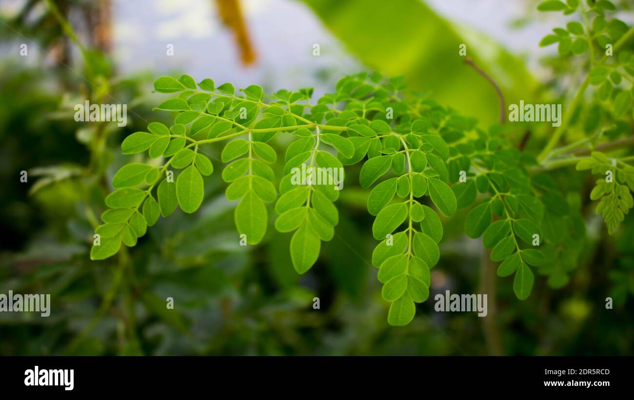 Arranged green Sajna leaves. Natural Moringa leaves Tree Green ...
