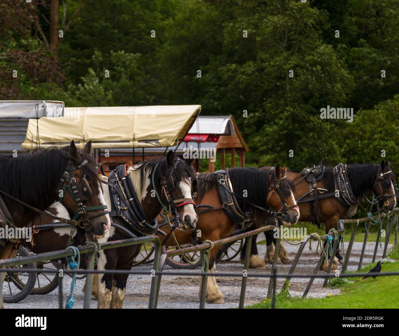 Killarney Jaunting Car High Resolution Stock Photography and Images - Alamy