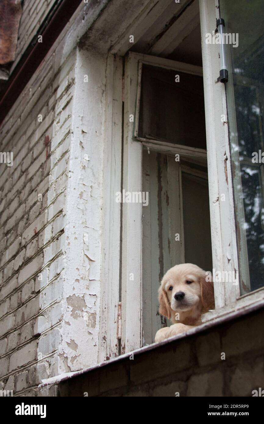 Little Golden Retriever puppy playing peeps out of an open window Stock ...