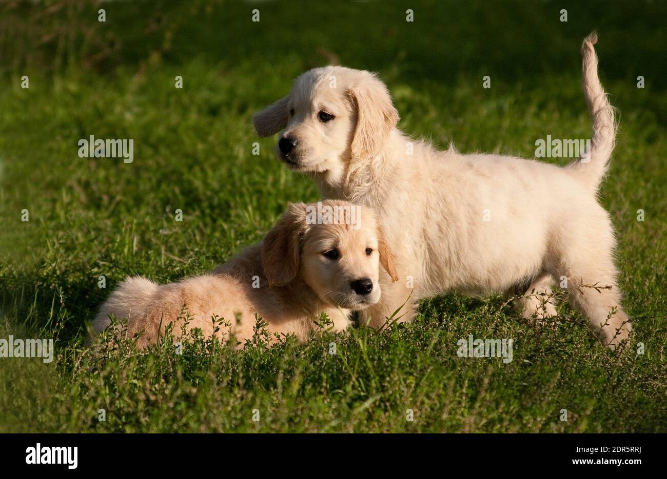Golden retriever smart little hi-res stock photography and images - Alamy