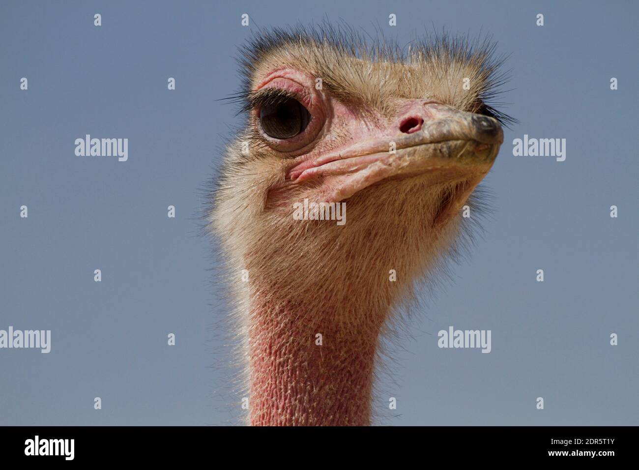 common ostrich (Struthio camelus Stock Photo - Alamy