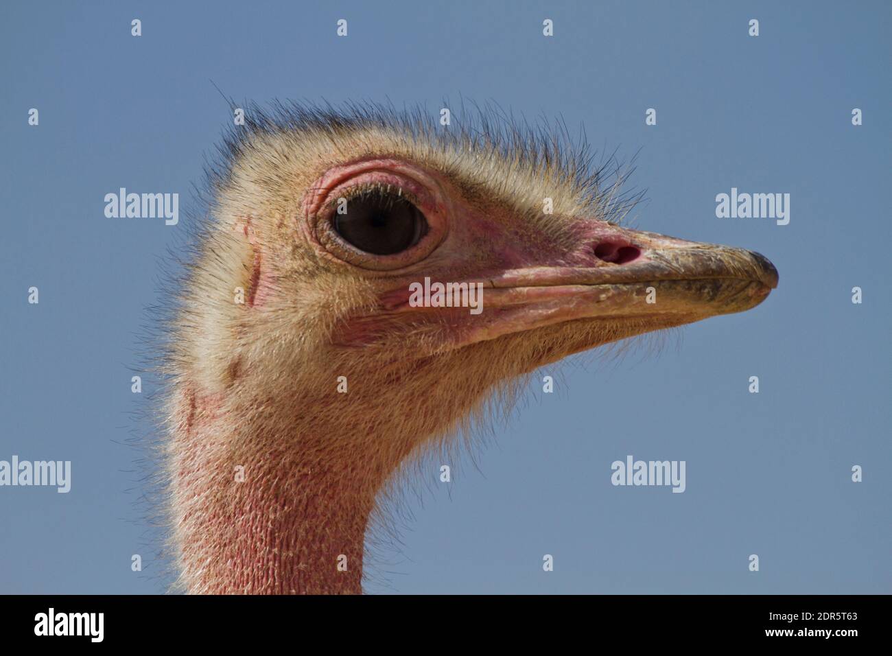 Common Ostrich (Struthio camelus Stock Photo - Alamy