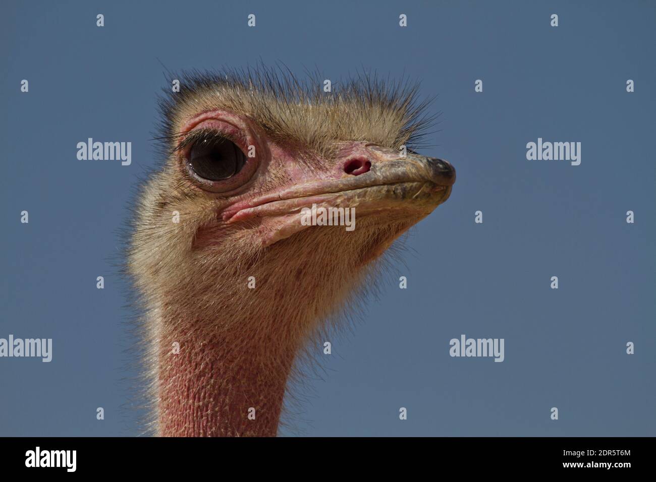 Common Ostrich (Struthio camelus Stock Photo - Alamy