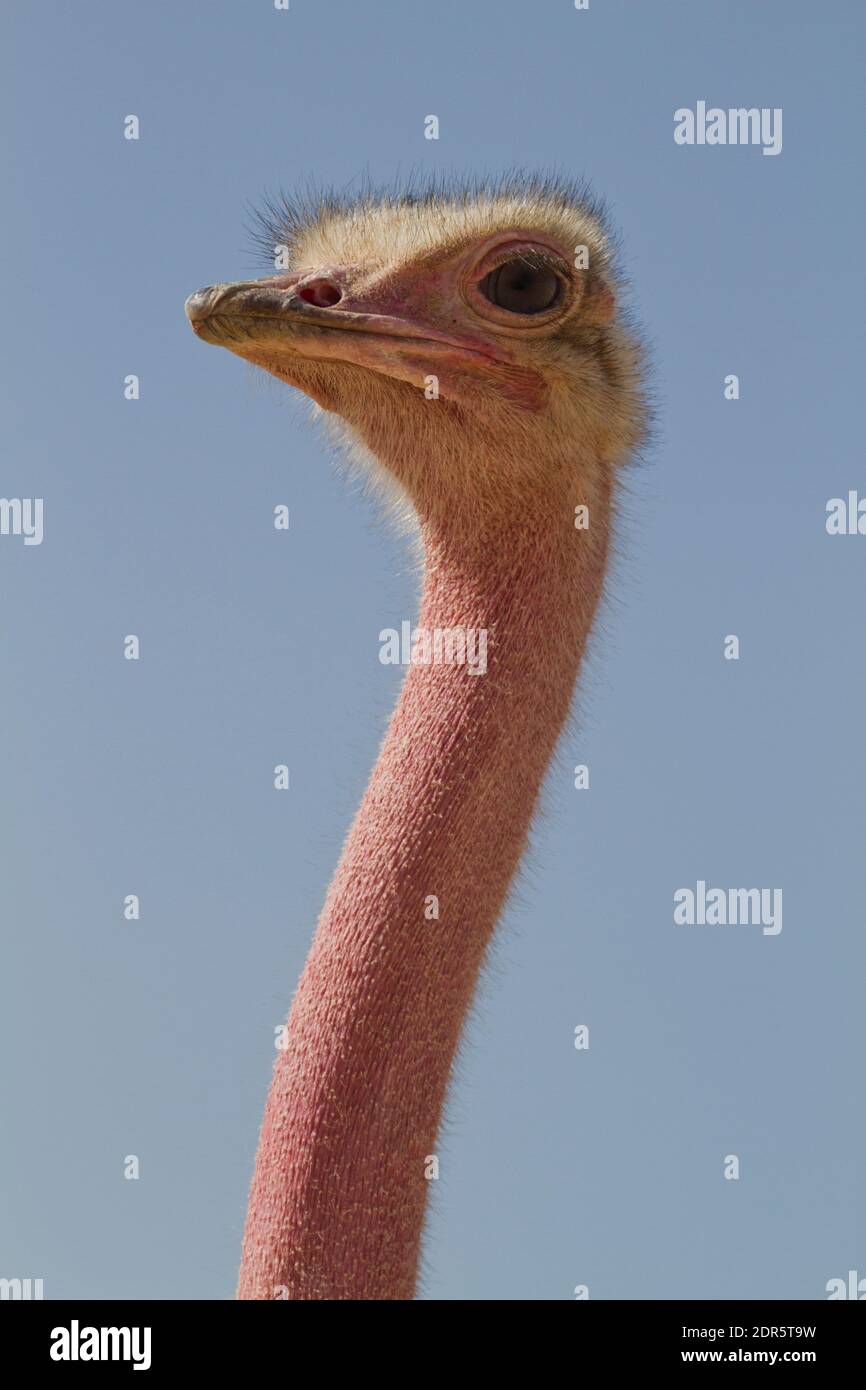 Common Ostrich (Struthio camelus Stock Photo - Alamy