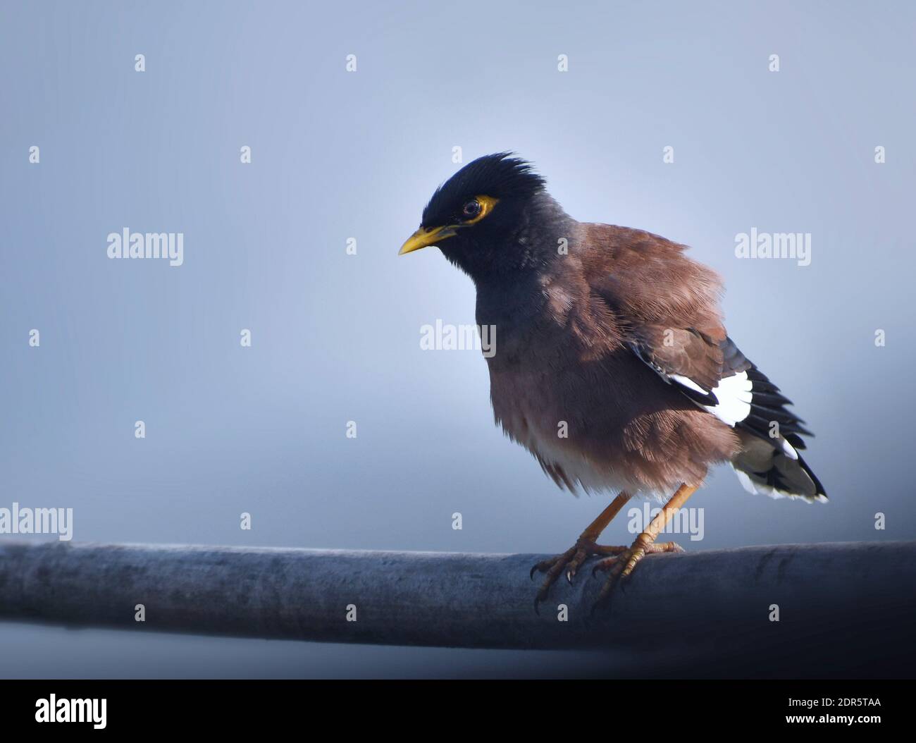Dish With Two Mynah Birds On Flowering Branch