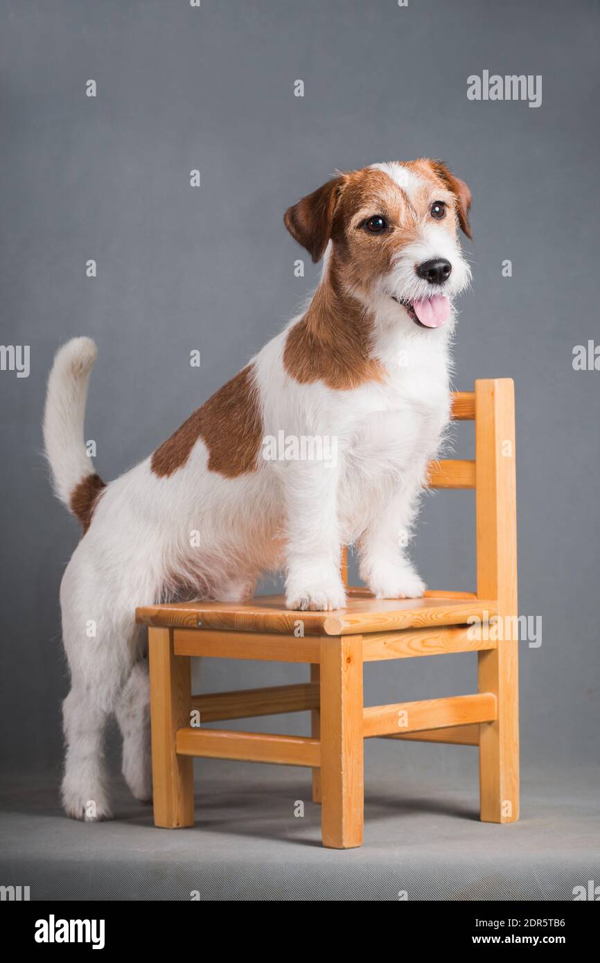 white-red-haired dog breed hard jack russell terrier is standing on its ...