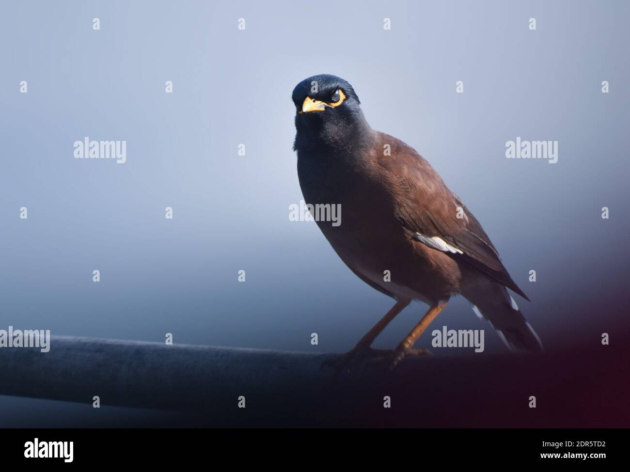 The common myna or Indian myna (Acridotheres tristis), sometimes ...