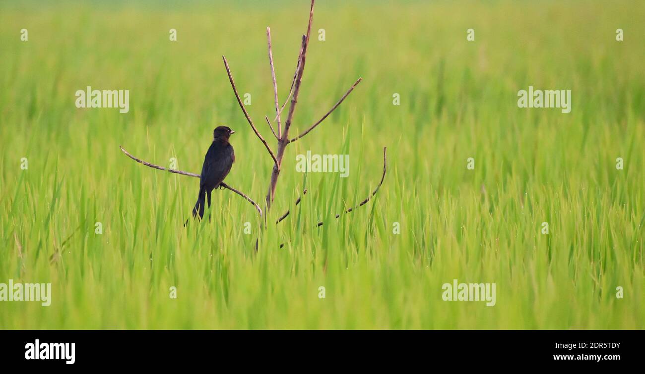 Black Bird sitting on the rice field Stock Photo - Alamy