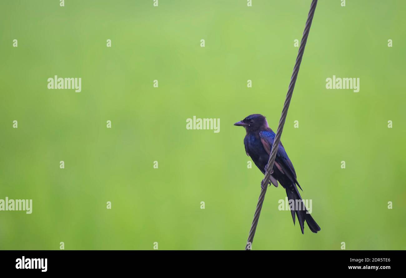 Birds On A Wire Vector