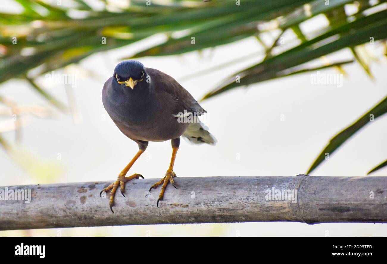 Mynas bird hi-res stock photography and images - Alamy