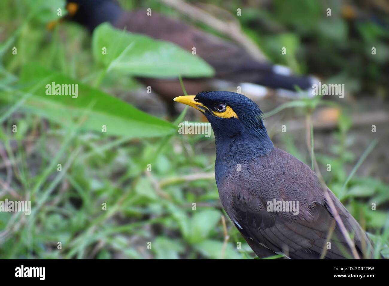 The common myna or Indian myna (Acridotheres tristis), sometimes ...