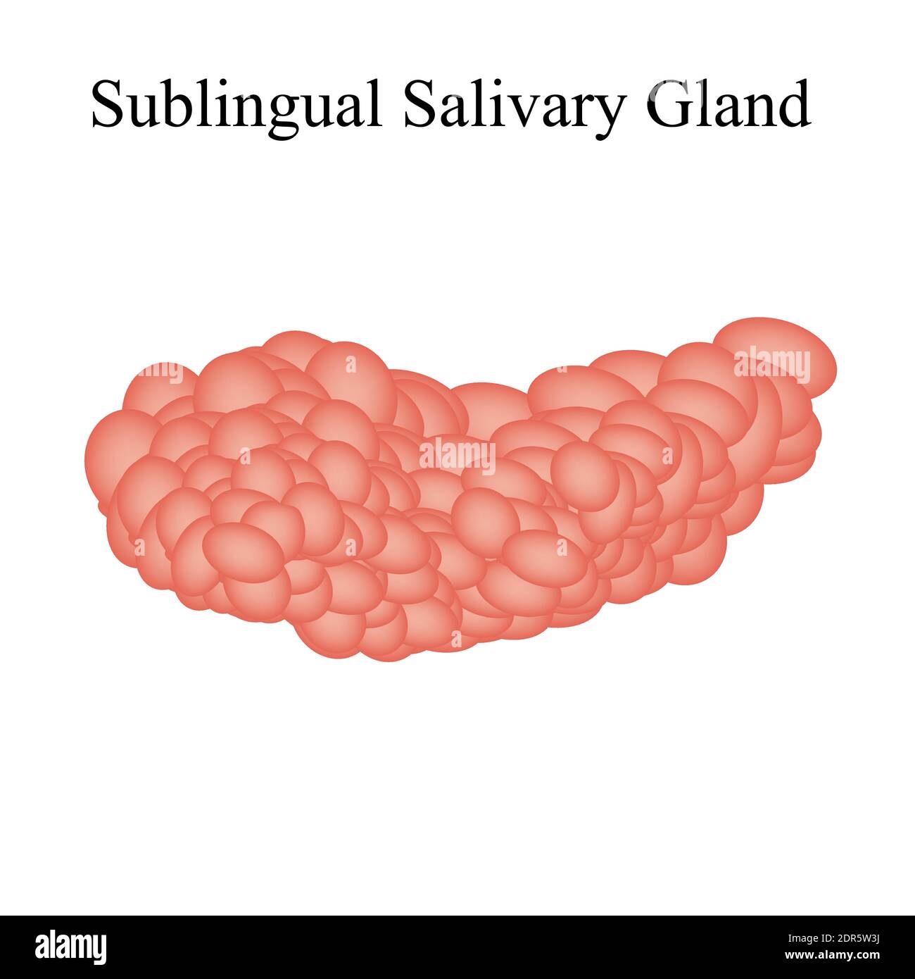 Sublingual salivary gland. Vector illustration on isolated background ...