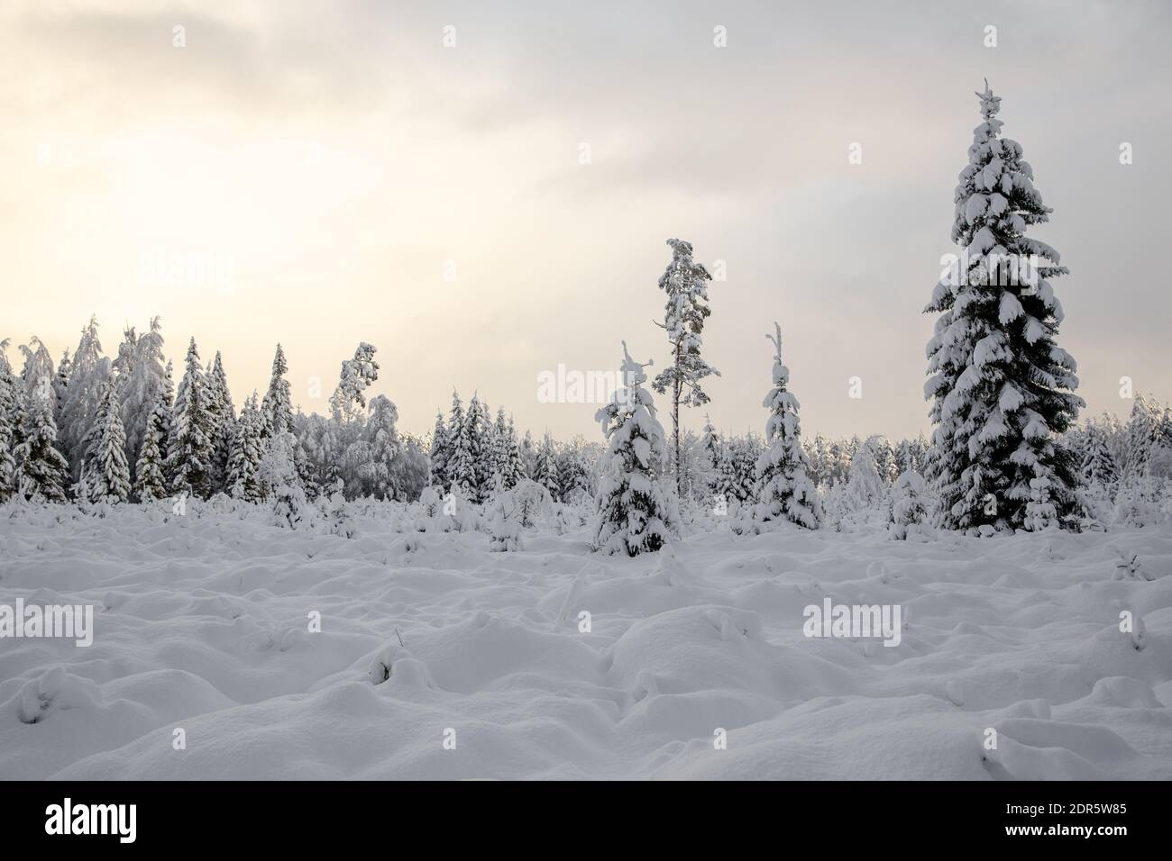 Forest covered by thick layer of freshly fallen snow during the winter ...