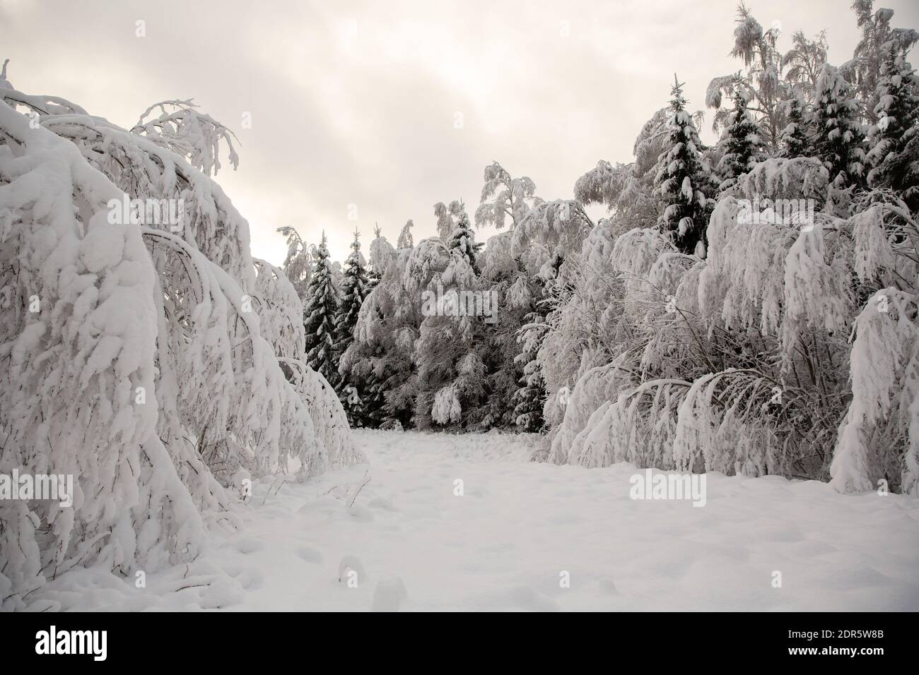 Thick forest of trees hi-res stock photography and images - Alamy