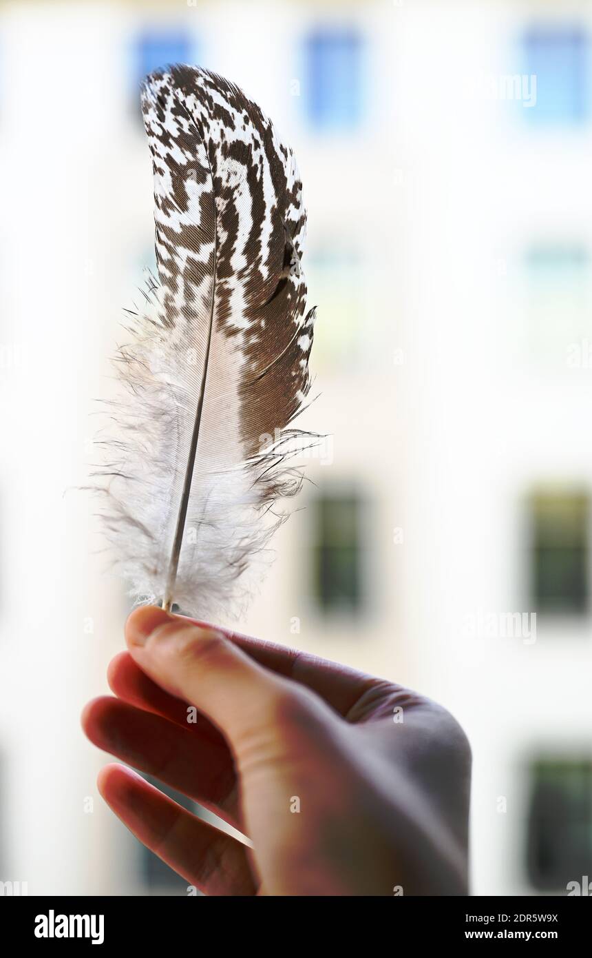 Hand holding feather hi-res stock photography and images - Alamy