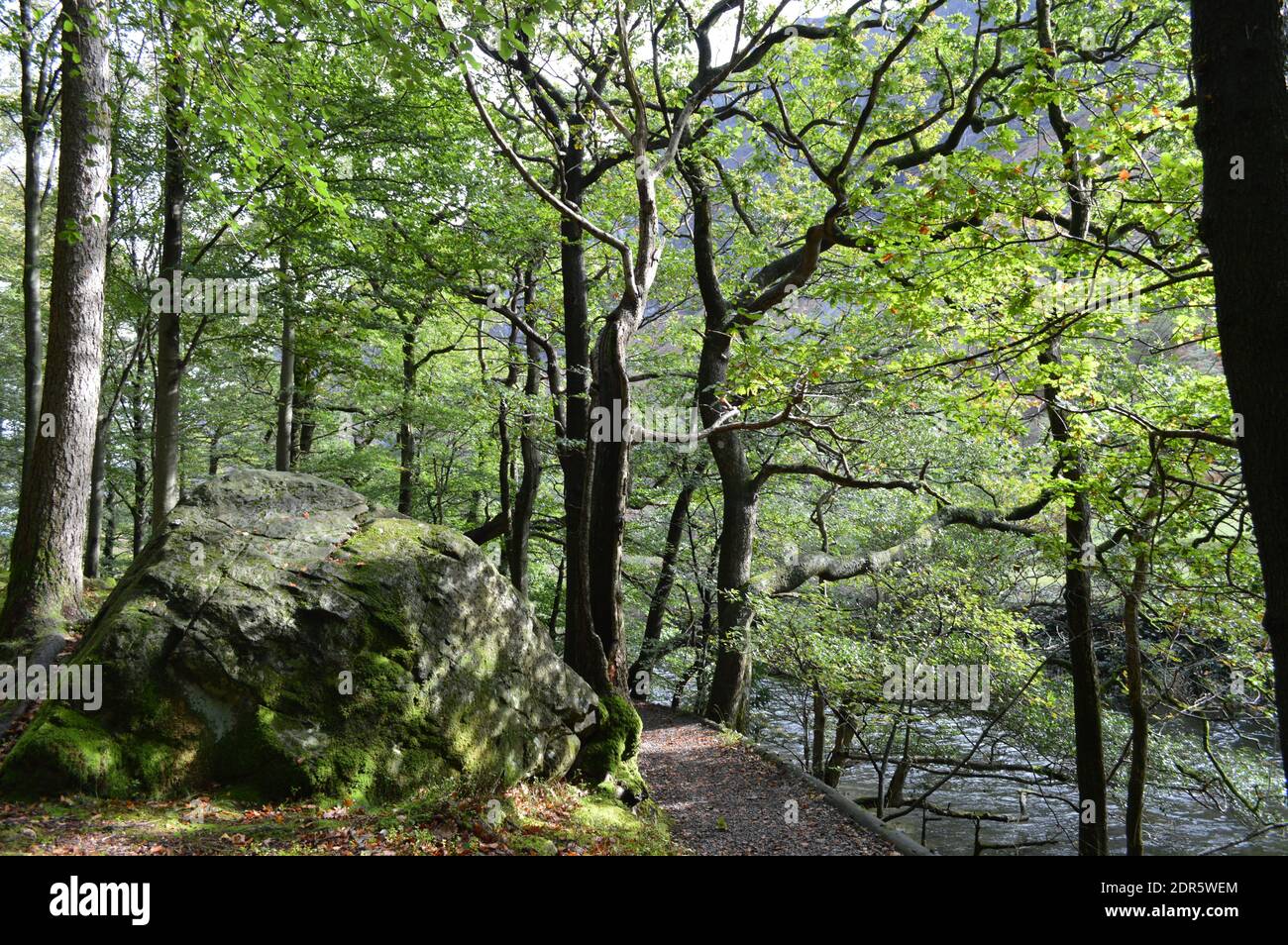Woodland Rock Walk Stock Photo - Alamy